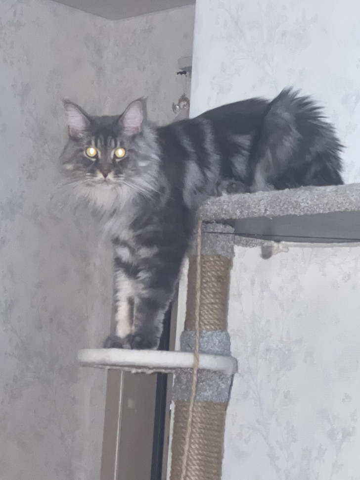 Acari Ciar A CAT Maine Coon Beef (телятина) 1 kg CatMCBeef1